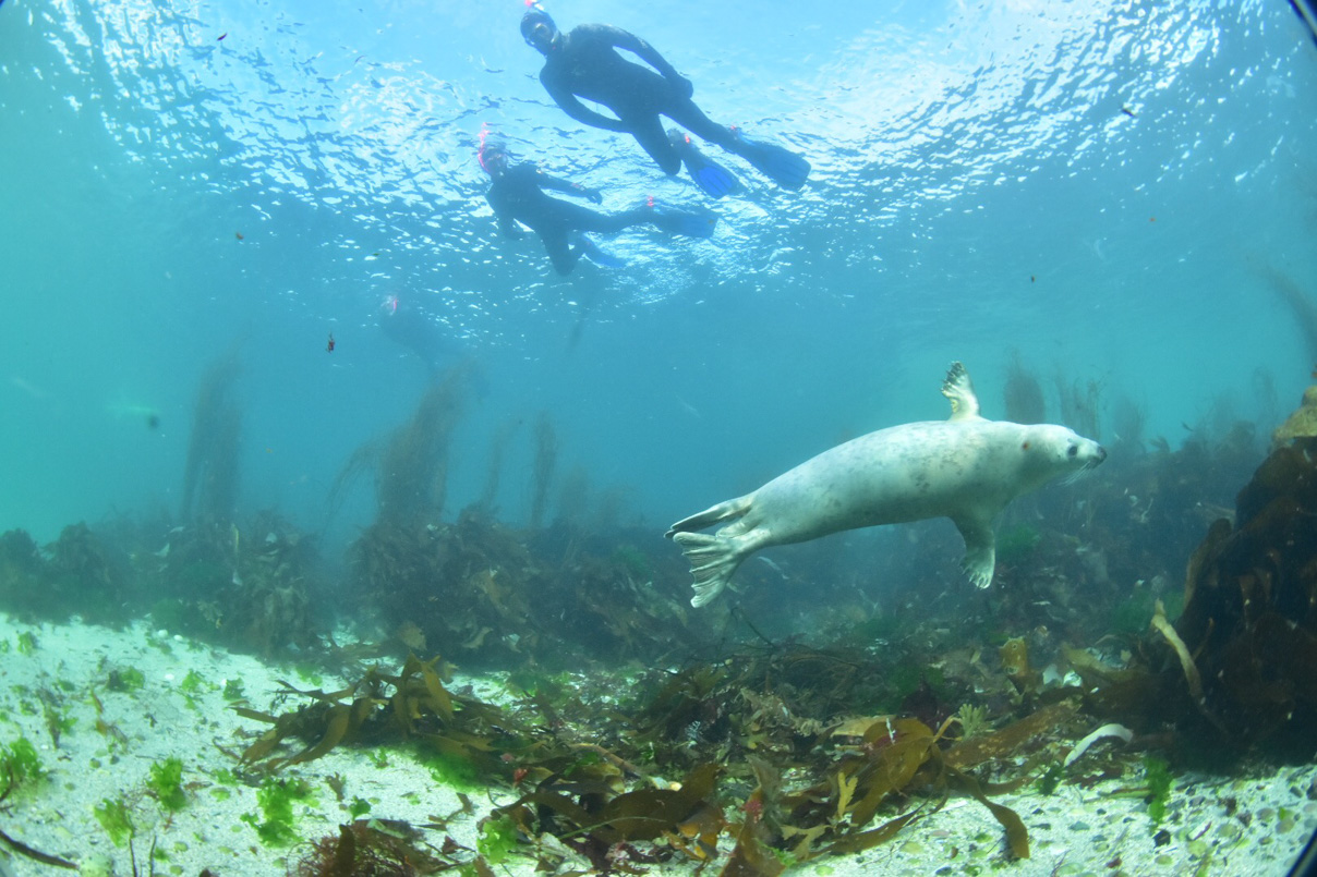 3 Day Basking Shark & Wildlife Tour - Basking Shark Scotland