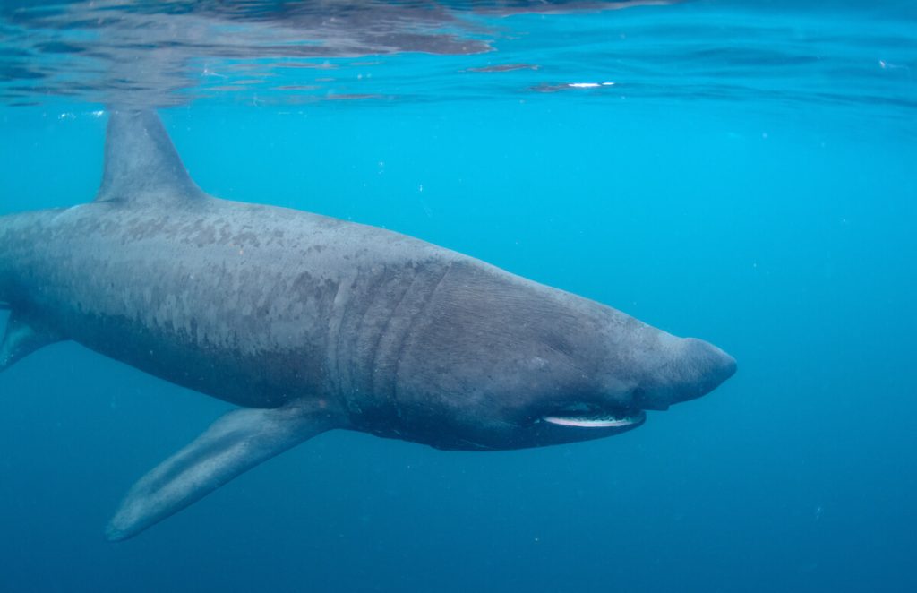 Shark-Cast Episode 6: Basking Sharks - Your Questions Answered ...