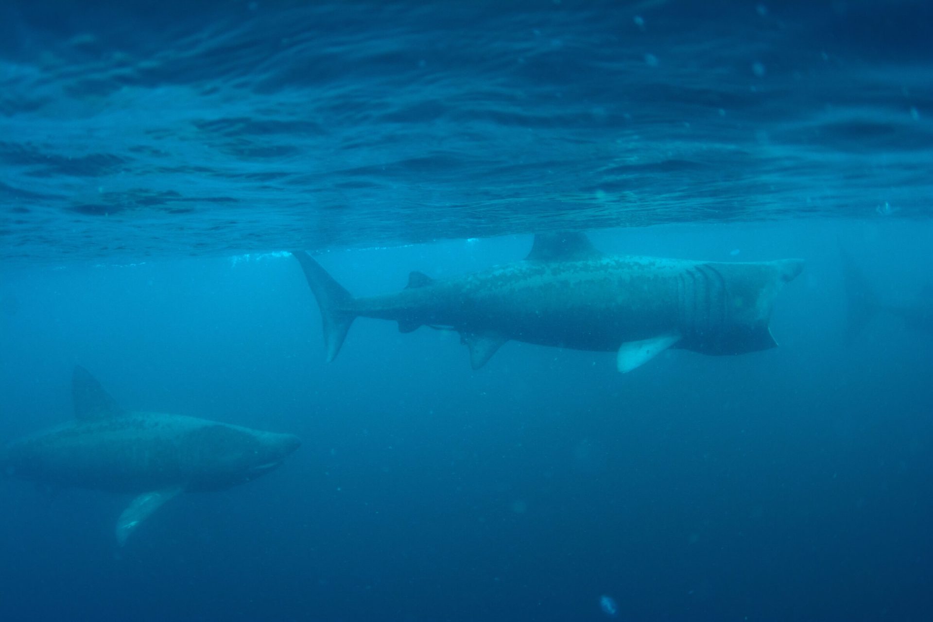 Where Do Basking Sharks Feed? - Basking Shark Scotland