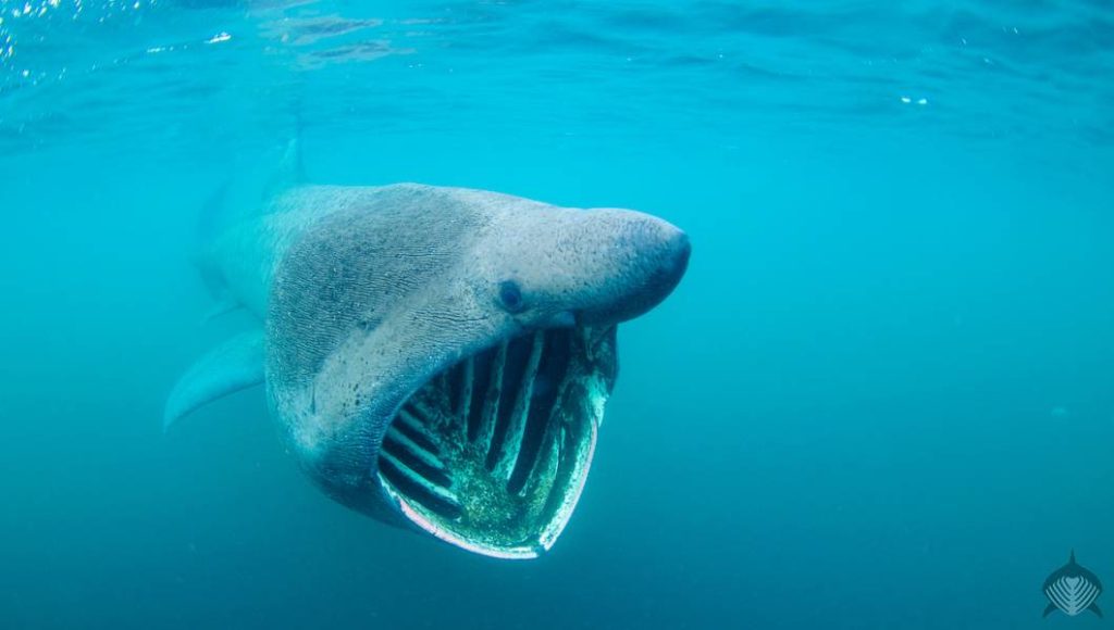 Are basking sharks dangerous? - Basking Shark Scotland