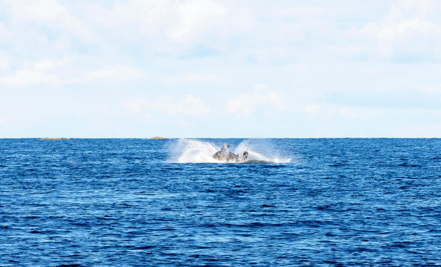 Can Basking Sharks Breach? - Basking Shark Scotland