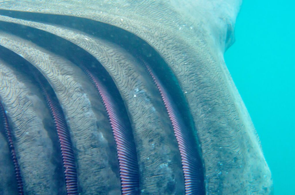 Can the Basking Shark Close its Mouth? - Basking Shark Scotland