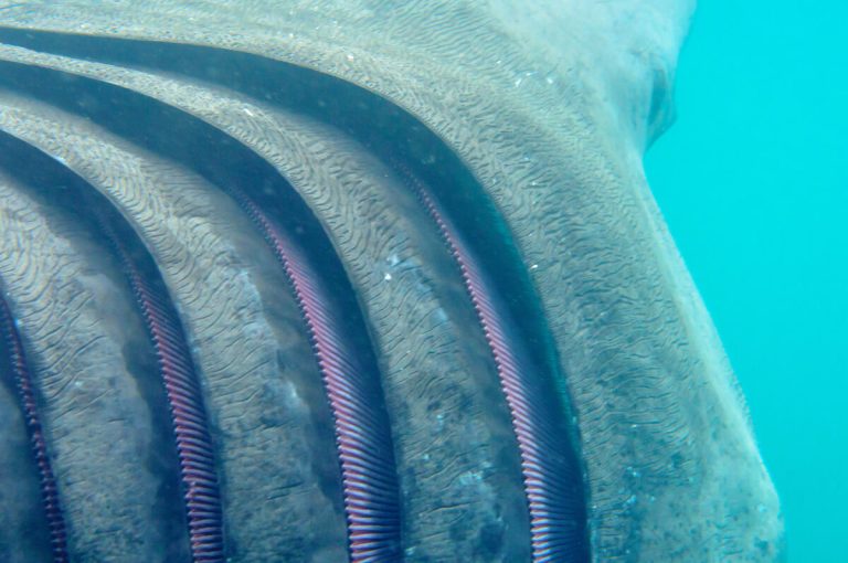 Can the Basking Shark Close its Mouth? - Basking Shark Scotland