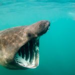 Basking Shark Scotland - Basking Shark Scotland
