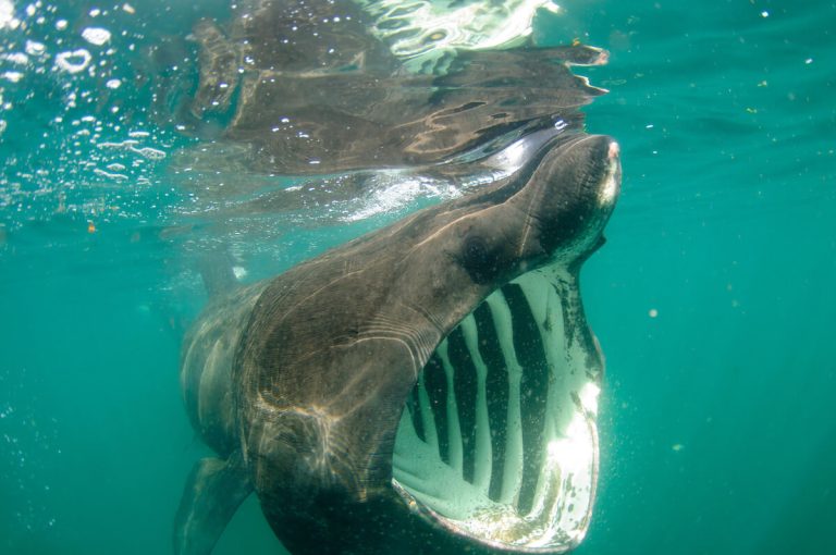 Can a Basking Shark Eat a Human? - Basking Shark Scotland