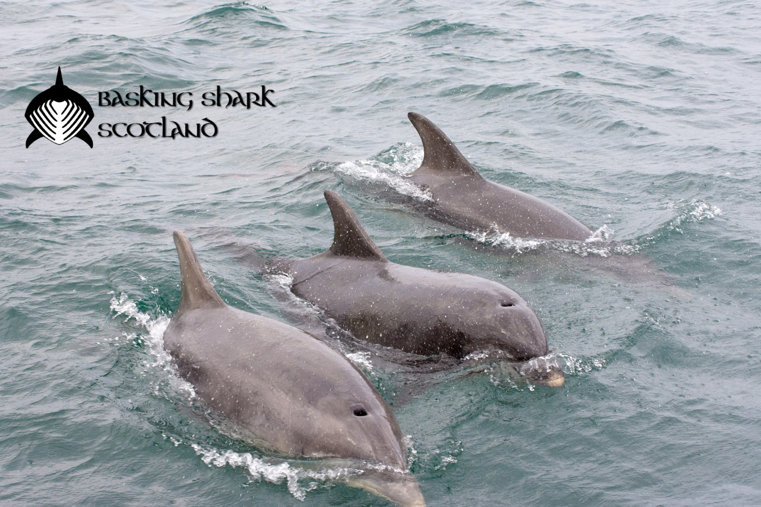 Bottlenose Dolphin Appears Healthy Year After Injury - Basking Shark ...