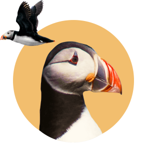 How do basking sharks reproduce? - Basking Shark Scotland