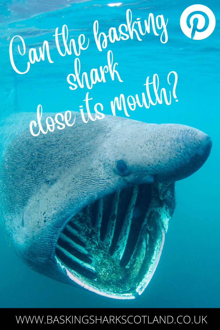 Can the Basking Shark Close its Mouth? - Basking Shark Scotland