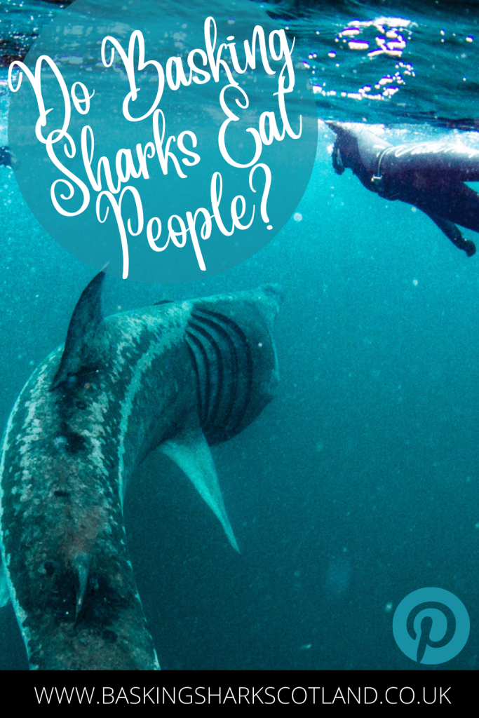 Can a Basking Shark Eat a Human? - Basking Shark Scotland