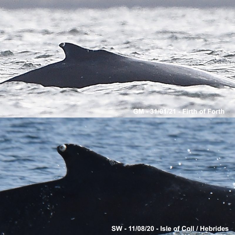 Whale Re-Sighted in East Scotland - Barney the Humpback Whale - Basking ...