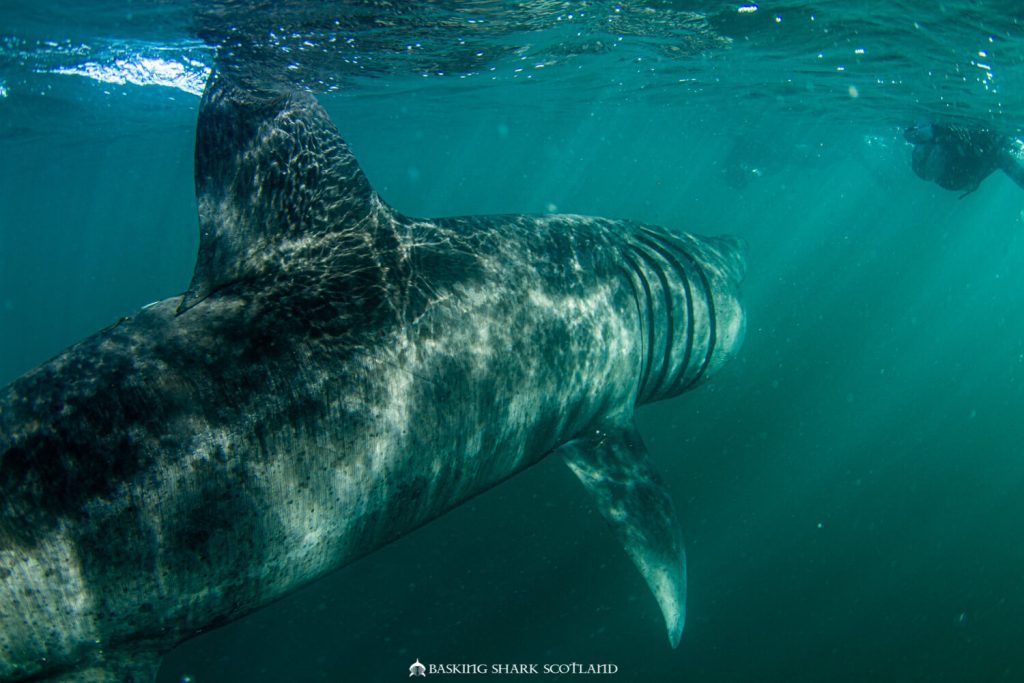 How Big are Basking Sharks? - Basking Shark Scotland