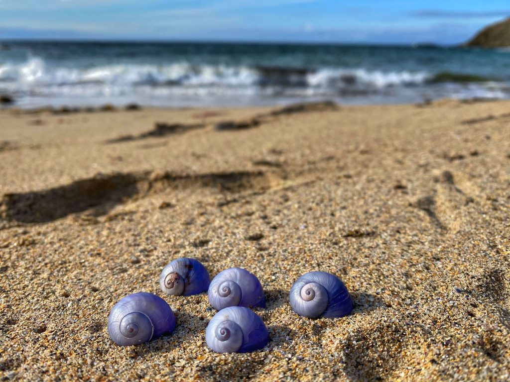 Violet Sea Snails - A Rare Visitor - Basking Shark Scotland
