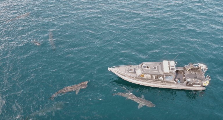 Are Basking Sharks Endangered? - Basking Shark Scotland