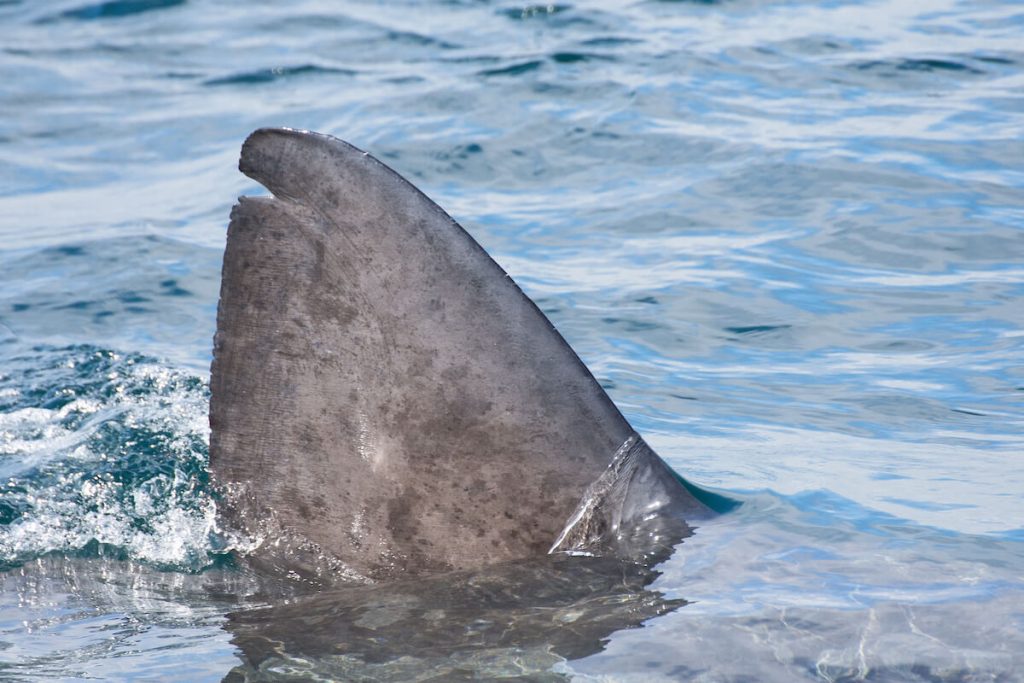 Shark-Cast Episode 6: Basking Sharks - Your Questions Answered ...