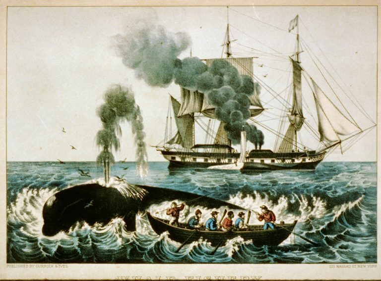 How the basking shark was given it’s name! - Basking Shark Scotland