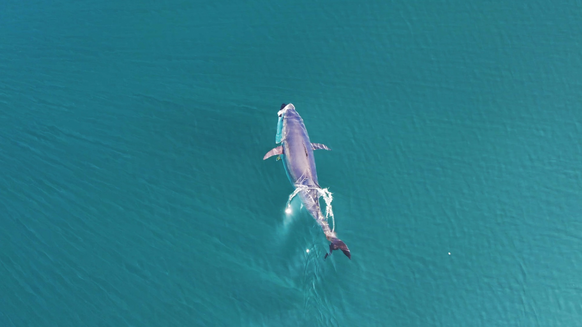 Hebrides Wildlife Guide - Basking Shark Scotland
