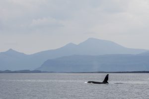 Do Basking Sharks Have Predators? - Basking Shark Scotland