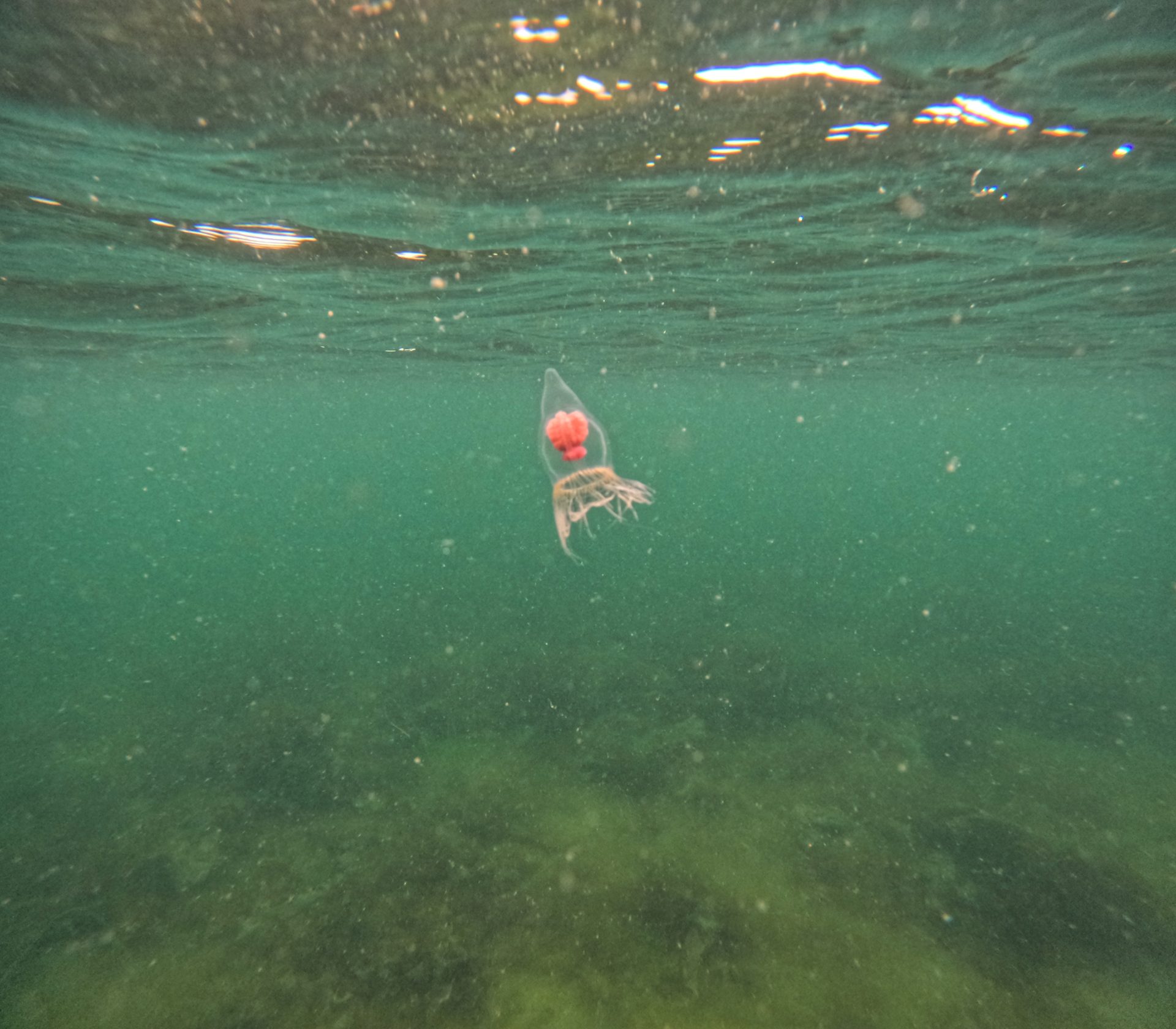 Underwater Wildlife Guide - Basking Shark Scotland