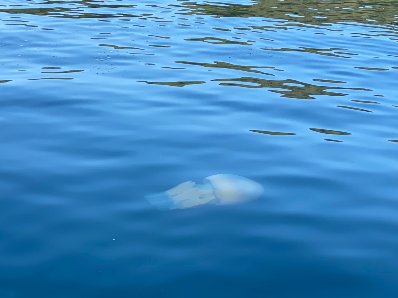Underwater Wildlife Guide - Basking Shark Scotland