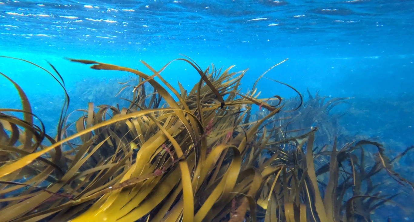 WHAT CAN YOU SEE SNORKELLING IN SCOTLAND? - Basking Shark Scotland