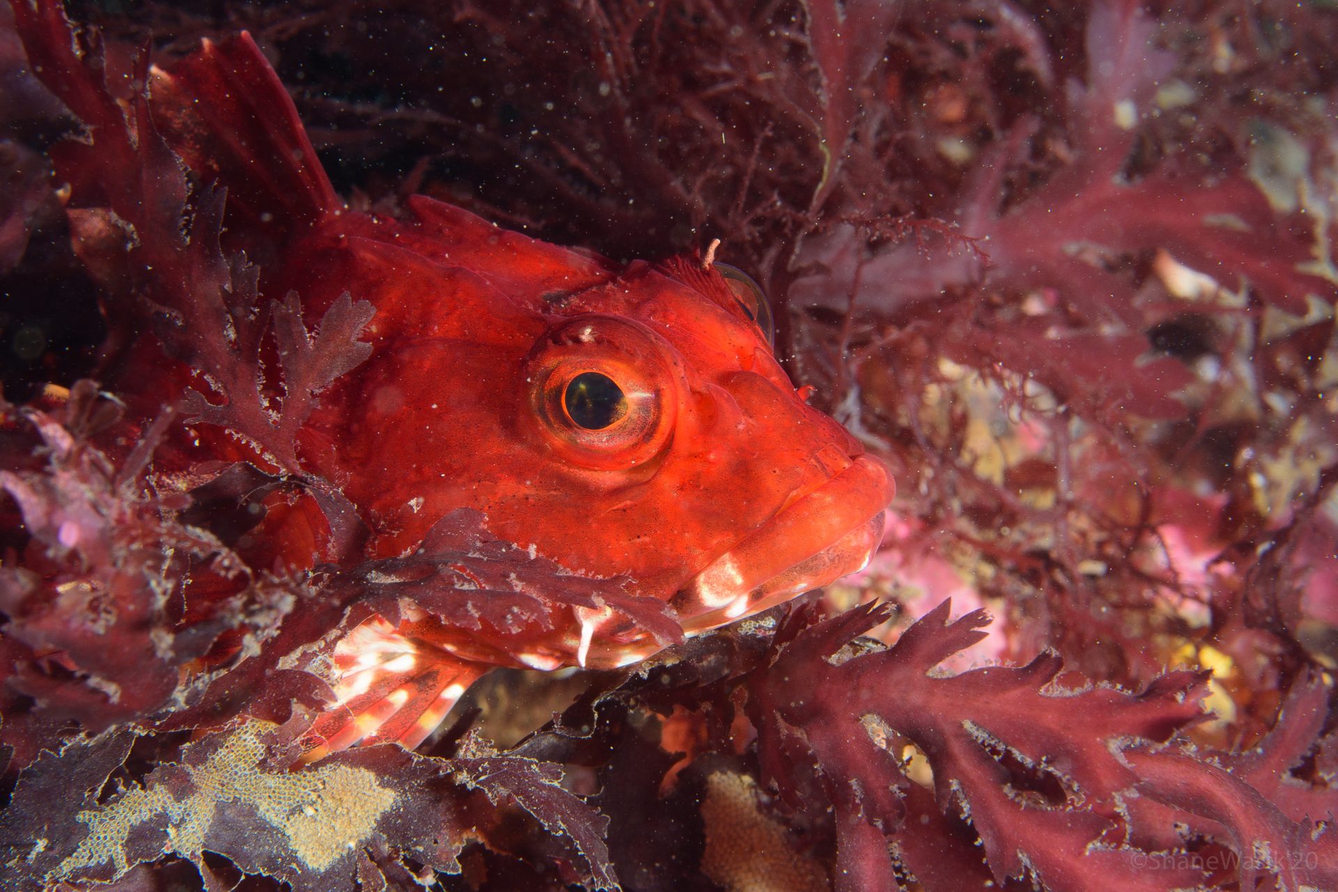 Underwater Wildlife Guide - Basking Shark Scotland