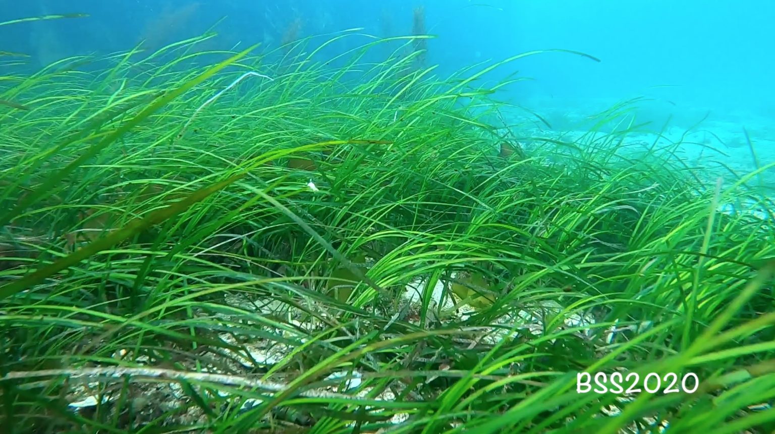 WHAT CAN YOU SEE SNORKELLING IN SCOTLAND? - Basking Shark Scotland