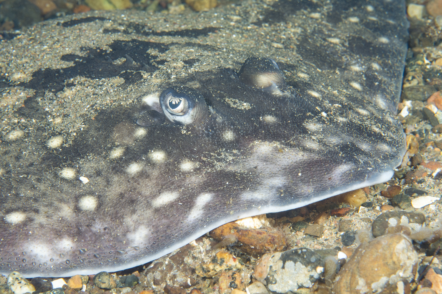 Underwater Wildlife Guide - Basking Shark Scotland