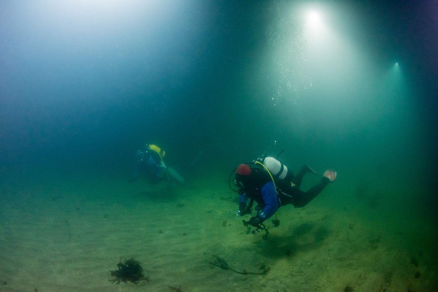 Night Snorkelling - Basking Shark Scotland