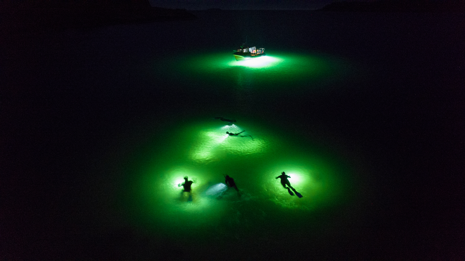 Night Snorkelling - Basking Shark Scotland