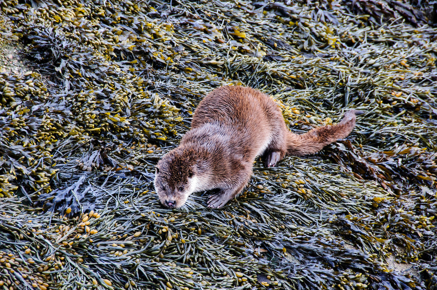 Wildlife on the Isle of Coll - Basking Shark Scotland
