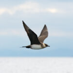 Basking Shark Scotland - Basking Shark Scotland