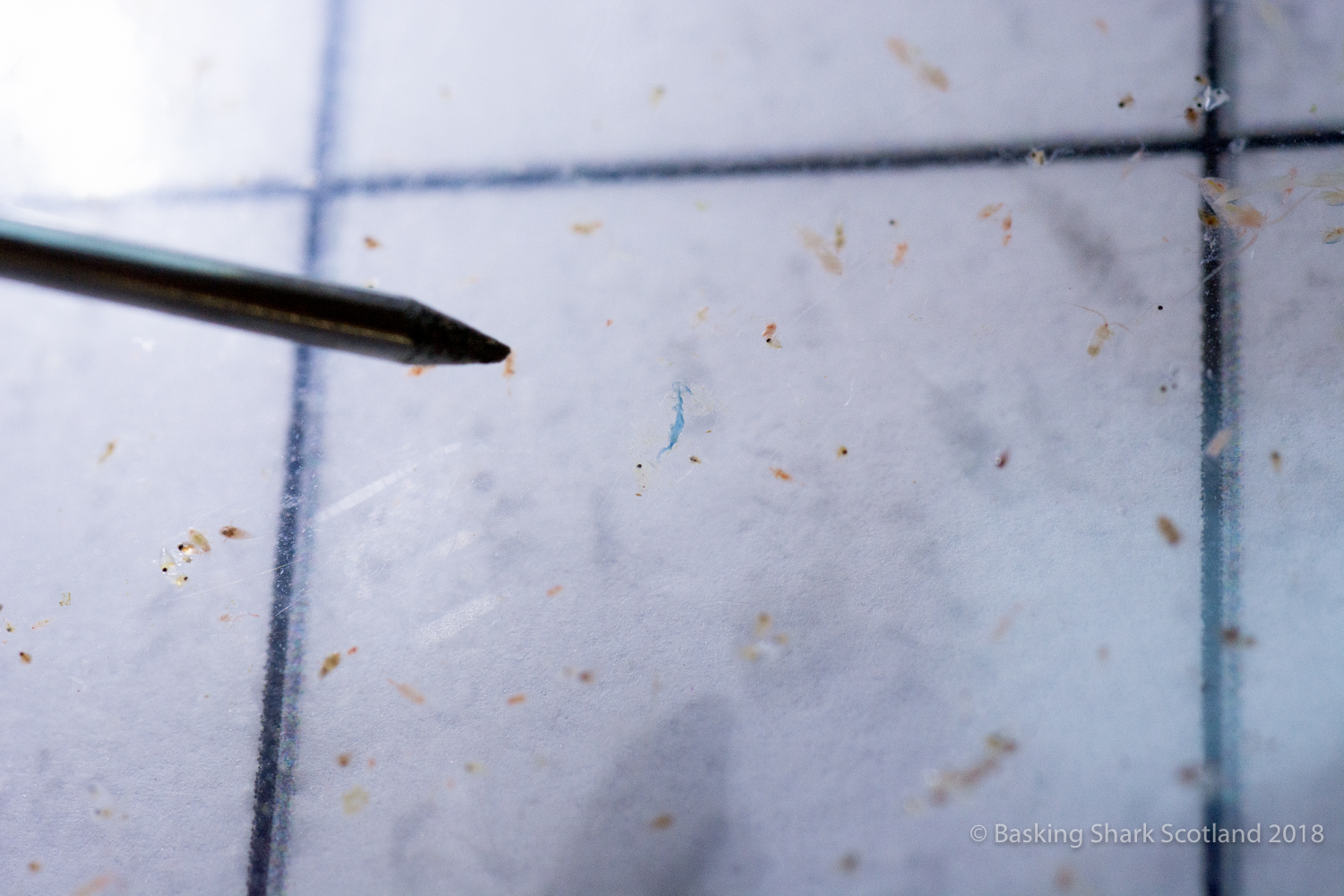 Shark Science - Basking Shark Scotland