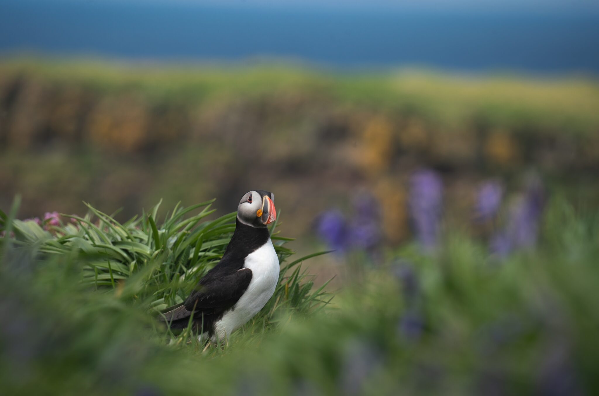 Where do puffins go for the winter? - Basking Shark Scotland