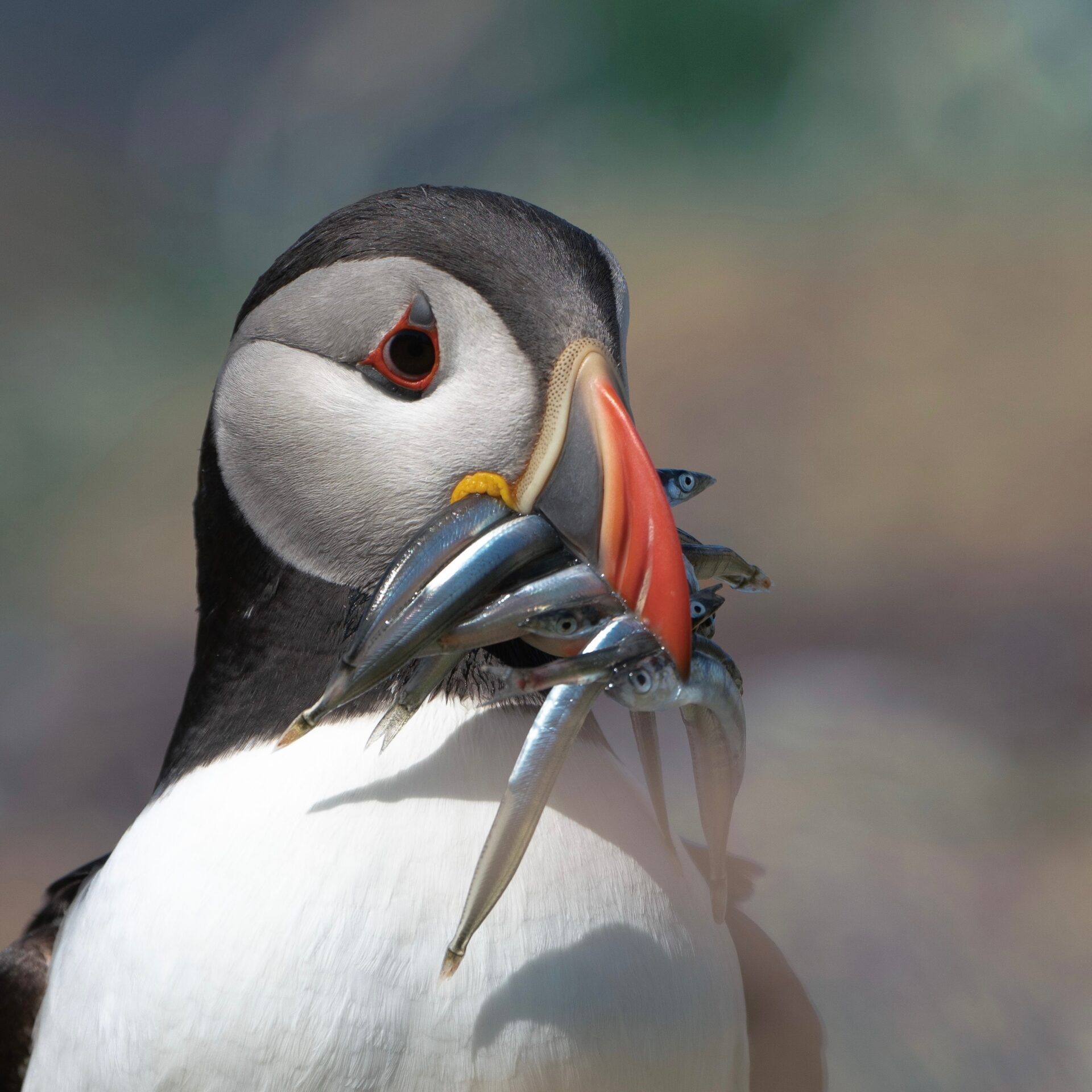 Where do puffins go for the winter? - Basking Shark Scotland