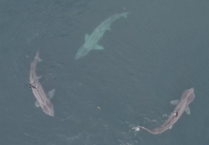 How do basking sharks reproduce? - Basking Shark Scotland