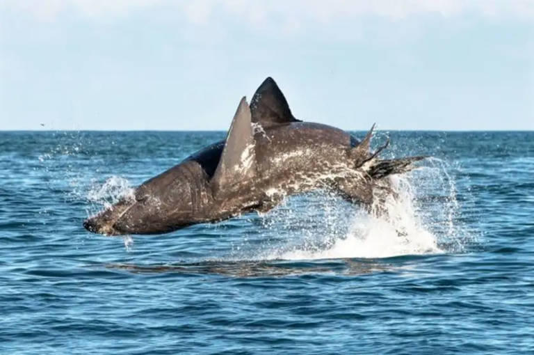 Are basking sharks dangerous? - Basking Shark Scotland