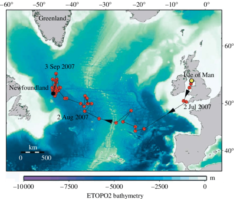 Where do basking sharks live? - Basking Shark Scotland