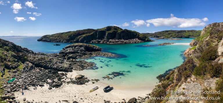 Wild Swimming & Snorkeling on the Isle of Mull - Basking Shark Scotland