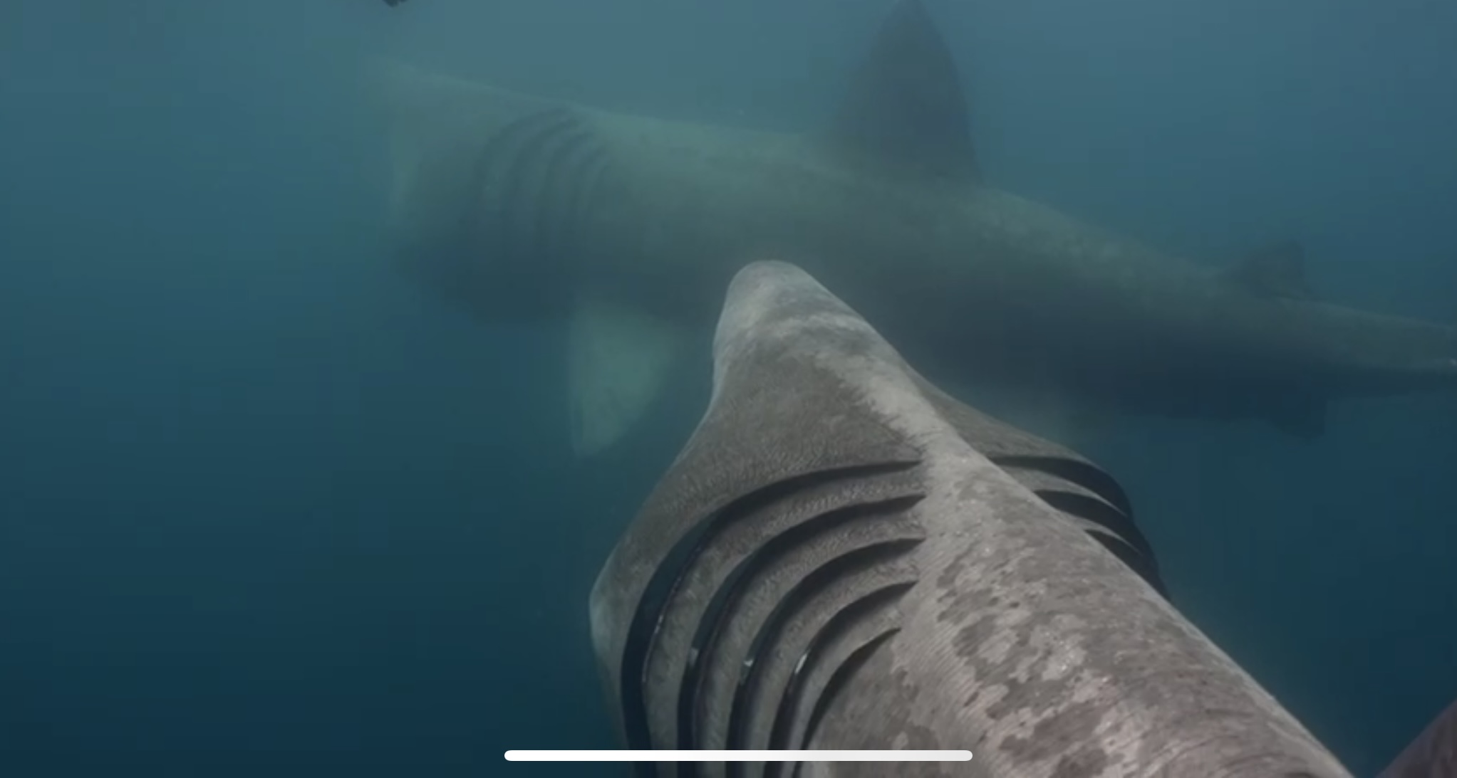 Big Basking Shark Numbers - Basking Shark Scotland