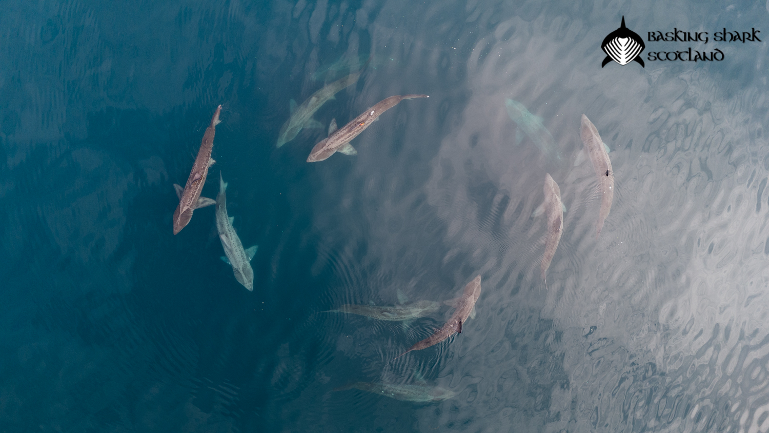 2025 Basking Shark Season - Happy World Basking Shark Day - Basking ...