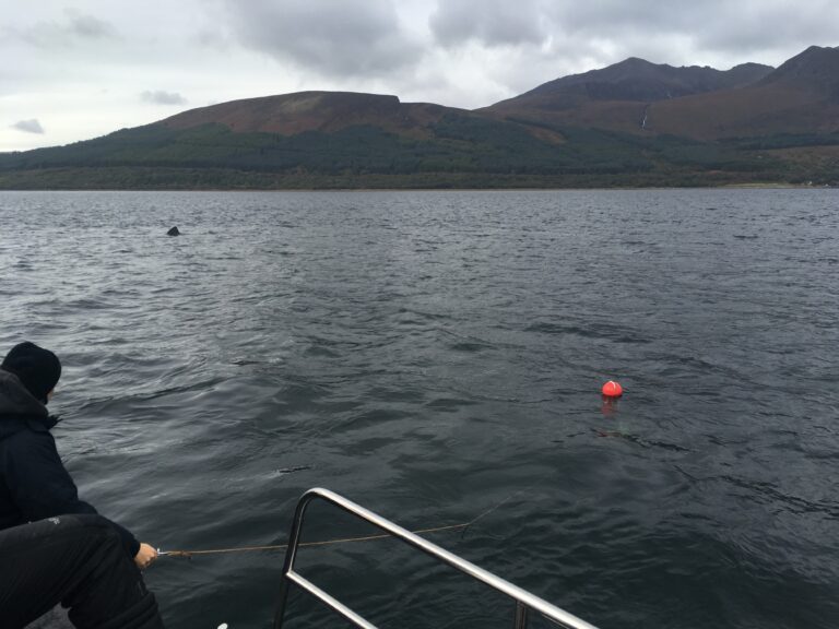 World Basking Shark Day - Basking Shark Scotland