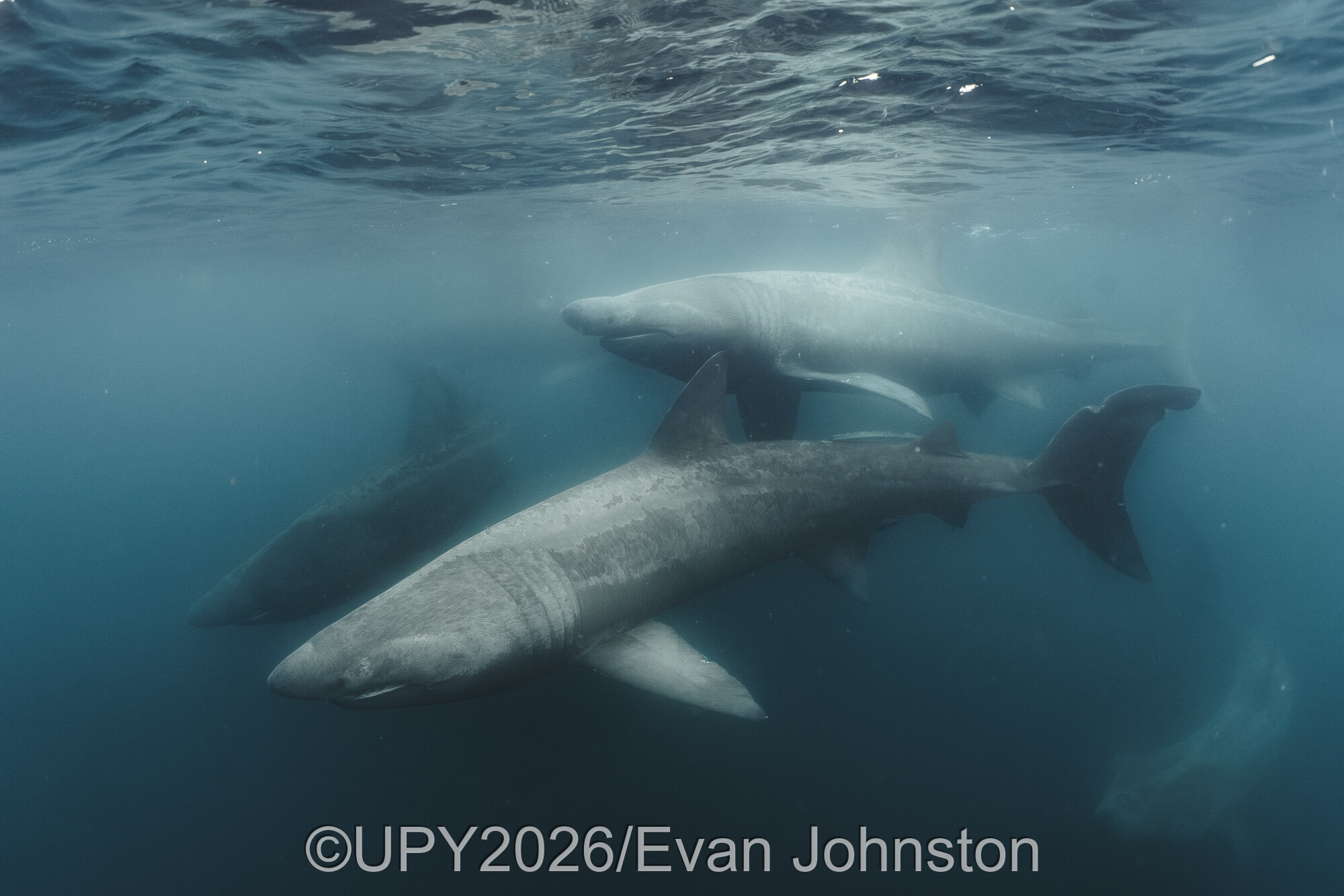 Evan Wins UPY Competition Category with Basking Shark Image - Basking ...